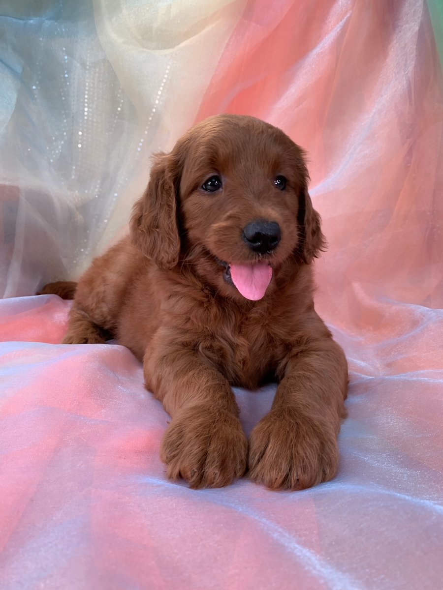Iowa's Top Mini Goldendoodle Breeders Have Puppies for Sale Now!