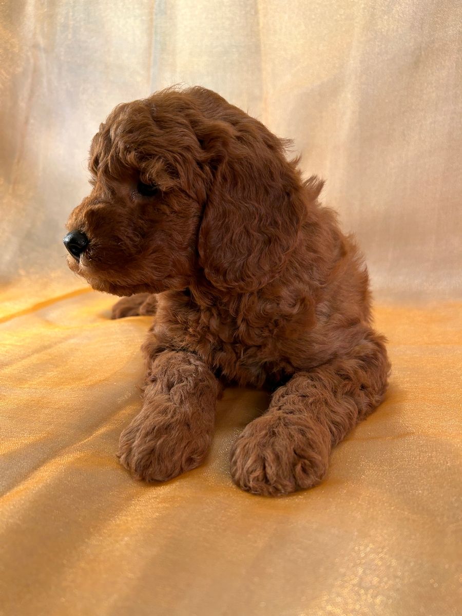 Dark Red Female Miniature Goldendoodle $1200 Iowa Breeder