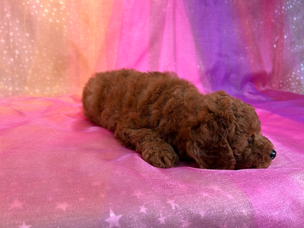 Dark Red Male Mini Bernedoodle Puppy for Sale