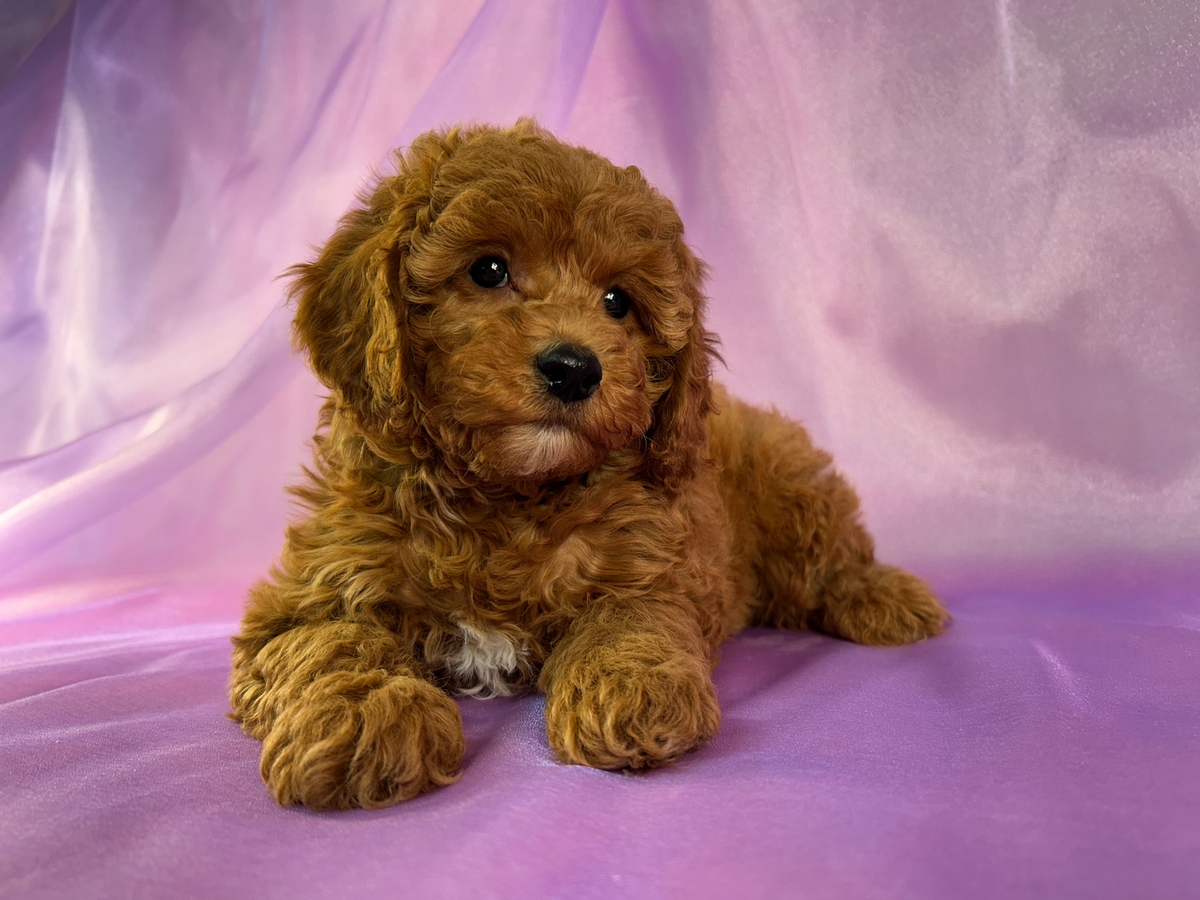 Dark Red F1b Female Cockapoo Puppy for Sale in Iowa