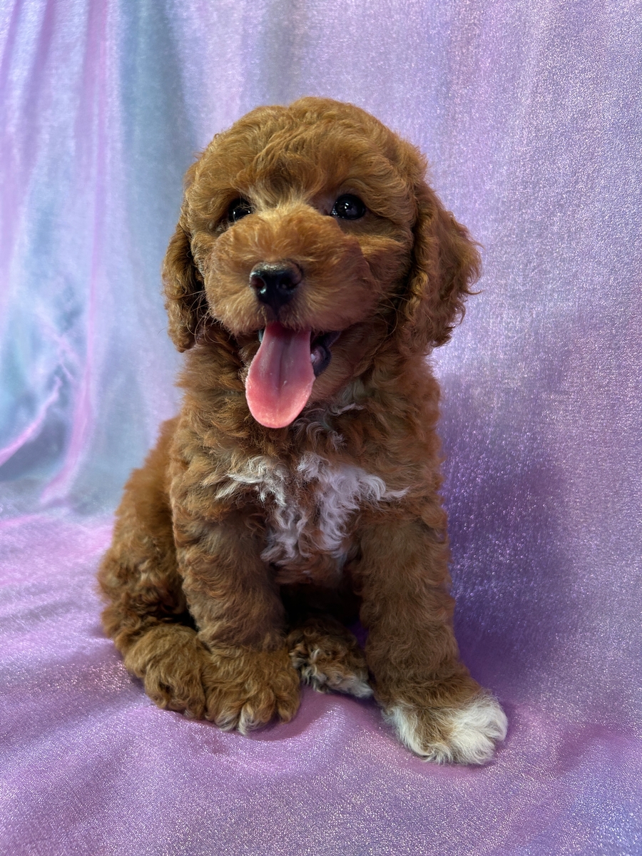 Super Soft, Curly, Dark Red Male Schnoodle, White Markings, Great Hair ...