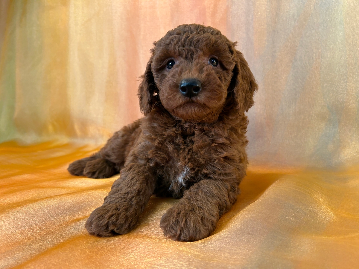 Dark Red F1b Miniature Goldendoodles, Iowa and Minnesota