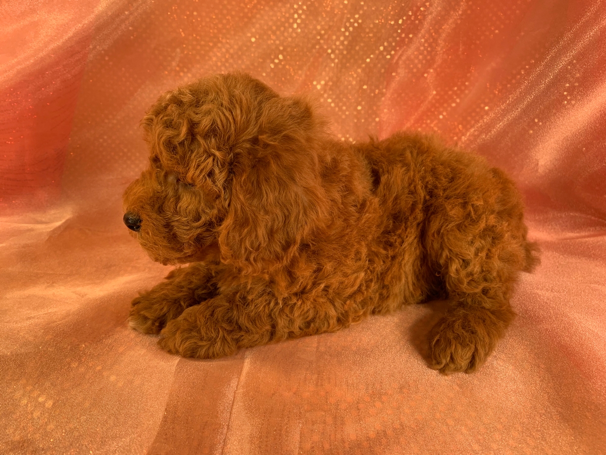 Dark Red Mini Schnoodle Puppies for Sale in Iowa $1200