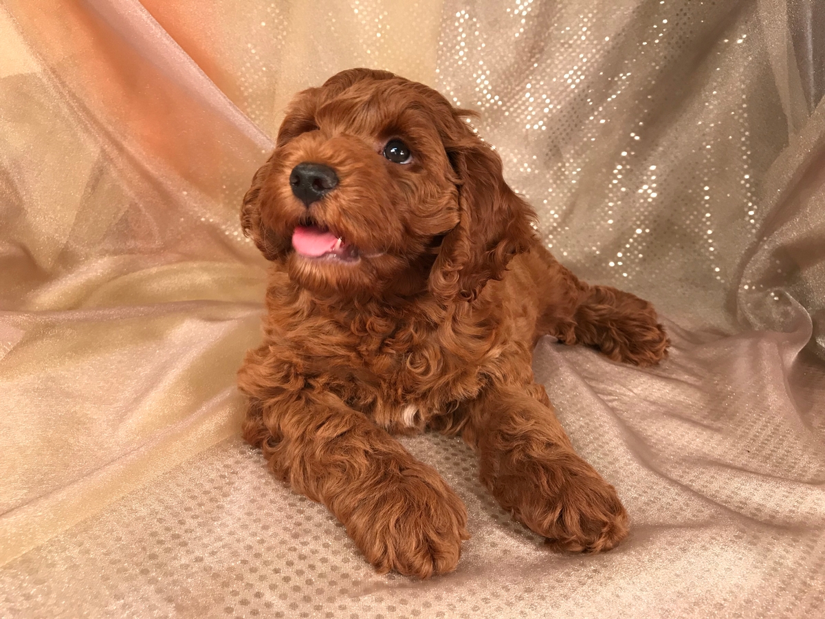 Dark Red Cockapoo Puppies for Sale in Iowa, Professional Breeders!
