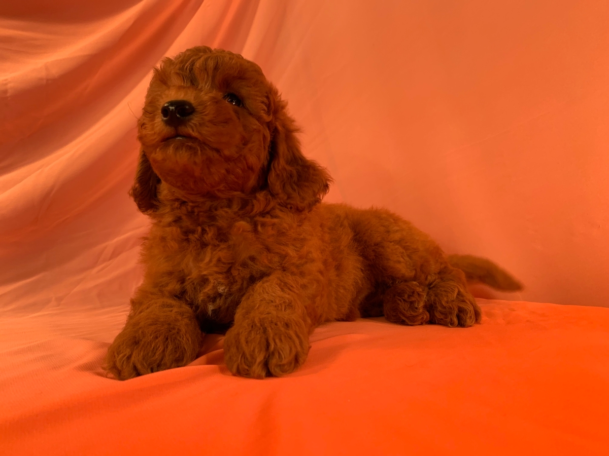 Dark Red Miniature Goldendoodle Puppies For Sale, Iowa Breeders