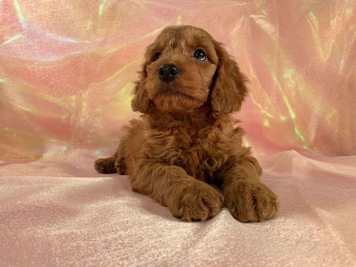 Dark Red F1 Mini Goldendoodle Puppies For Sale, Female and Male Pups ...