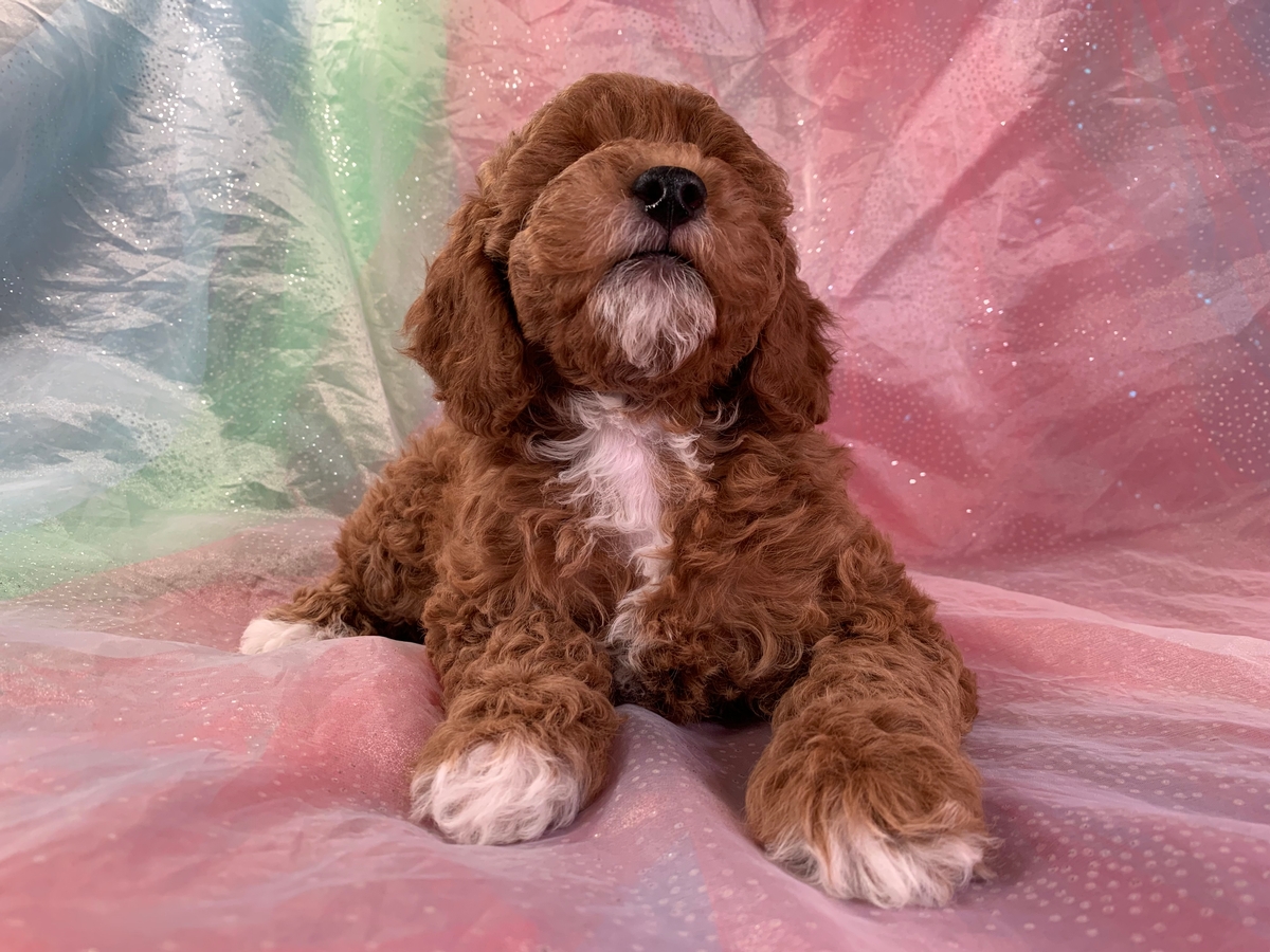Dark Red Female Cockapoo Puppies with White Markings for Sale Now!