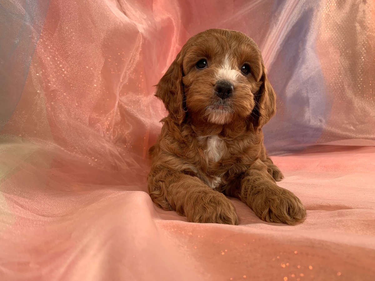 Dark Red Female Cockapoos for Sale, White Markings, $1200, IA, MN, WI
