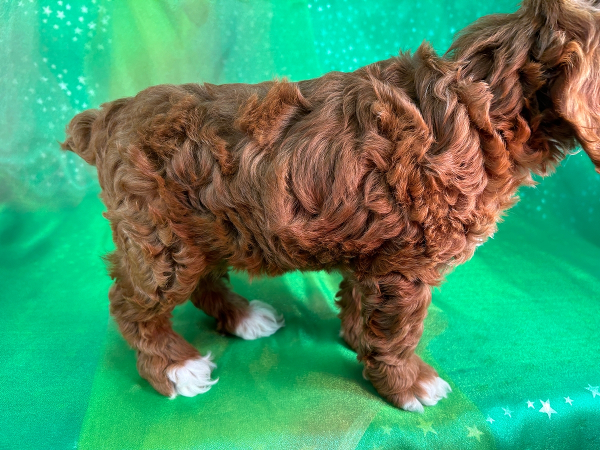 Iowa and Minnesota Cockapoo Pups, Dark Red with White Markings