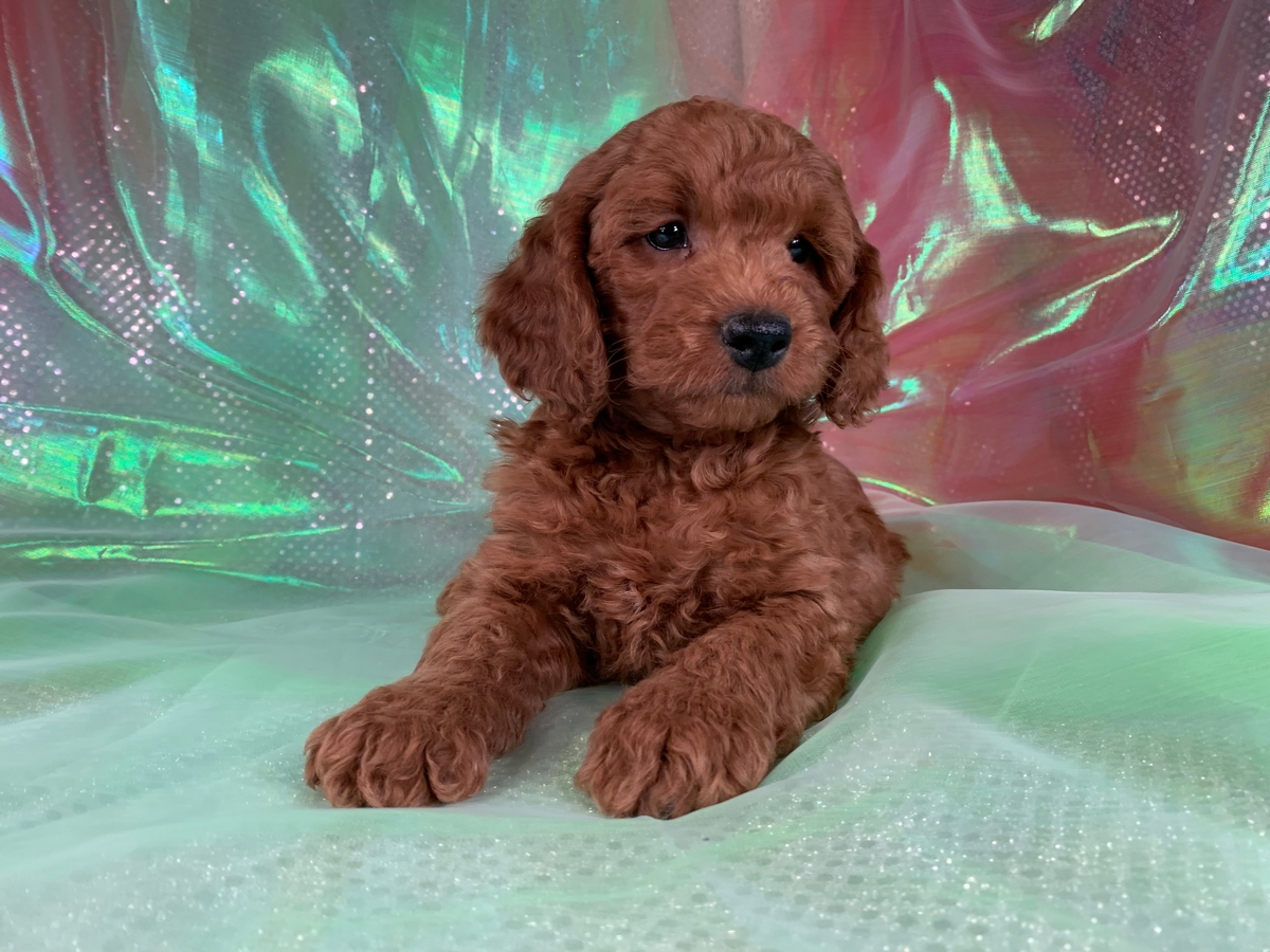 Dark Red Mini Goldendoodles Available, Puppies Red Now, Iowa Breeder