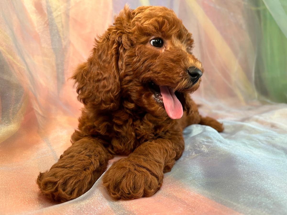 Iowa Breeders, Dark Red Female Miniature Goldendoodle Ready Now!