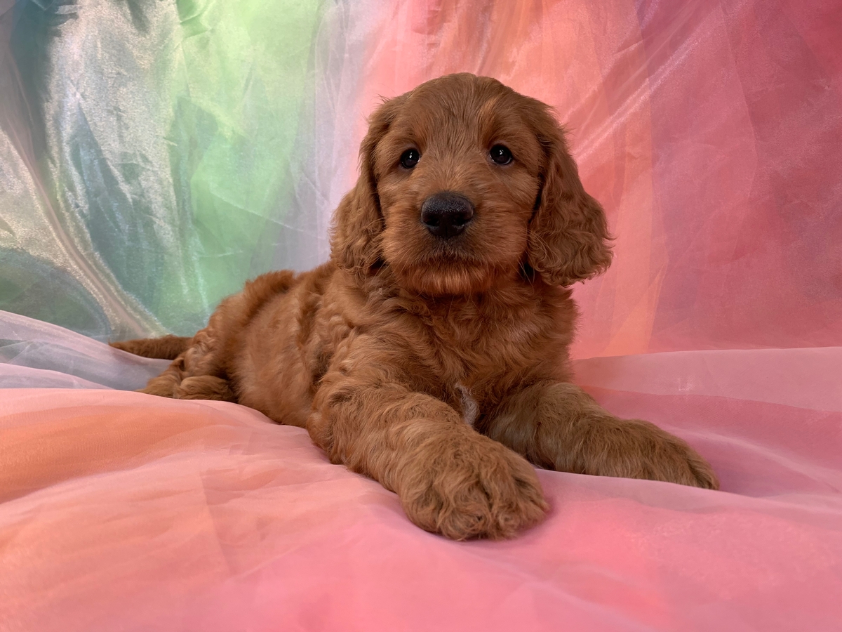Mini Bernedoodle Breeders In Iowa, Dark Red Puppies Available Now!