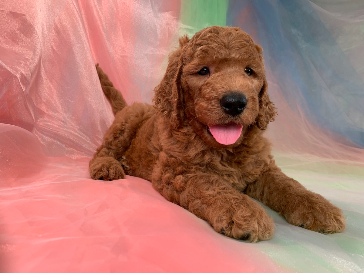 Dark Red Miniature Goldendoodle Breeder in Iowa, Puppies Available Now!