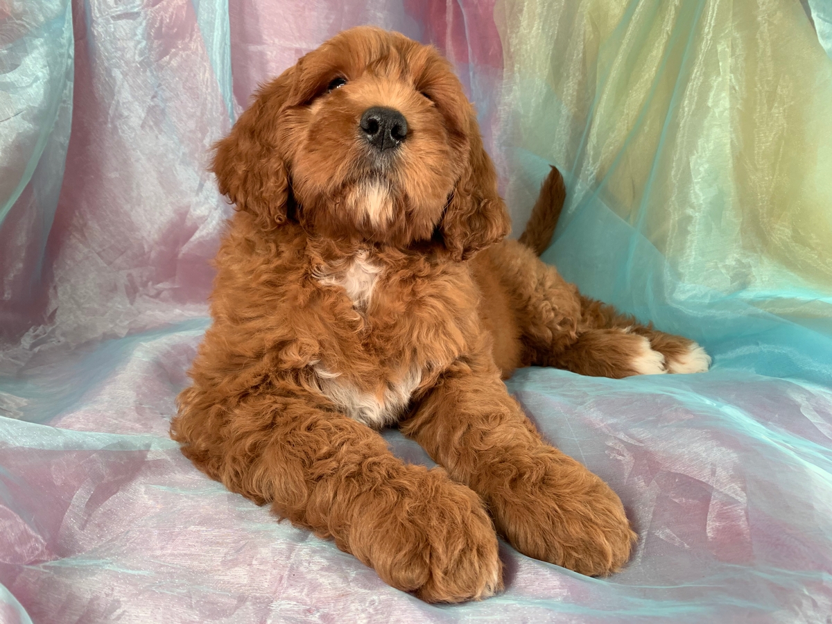 Dark Red Female Bernedoodle Pup, Iowa, Minnesota, Illinois