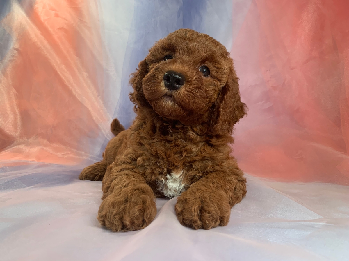 Dark Red F1b Miniature Goldendoodle Breeders in Iowa