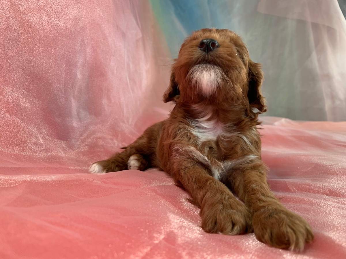 Dark Red and White Mini Bernedoodles for sale, F1b, Available and Ready ...