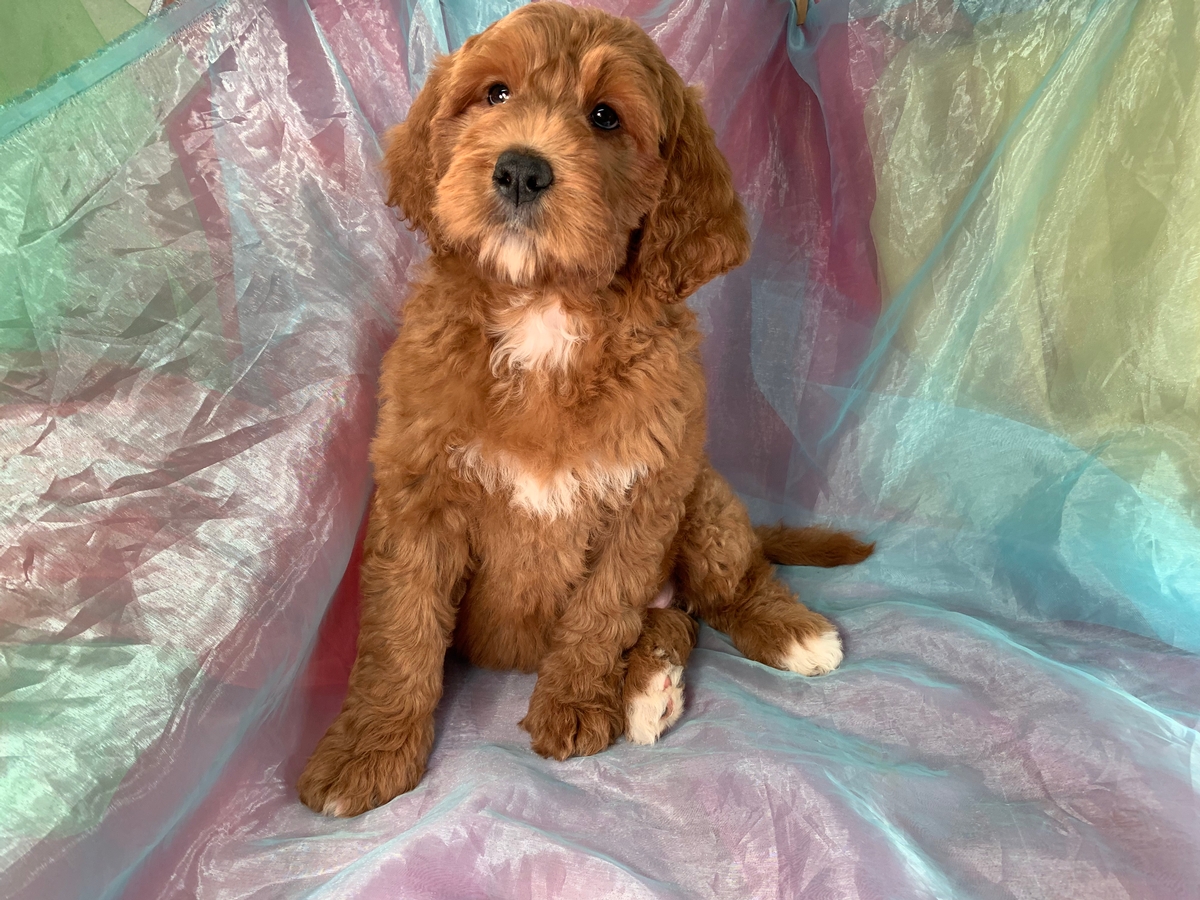 Dark Red Female Bernedoodle Pup, Iowa, Minnesota, Illinois