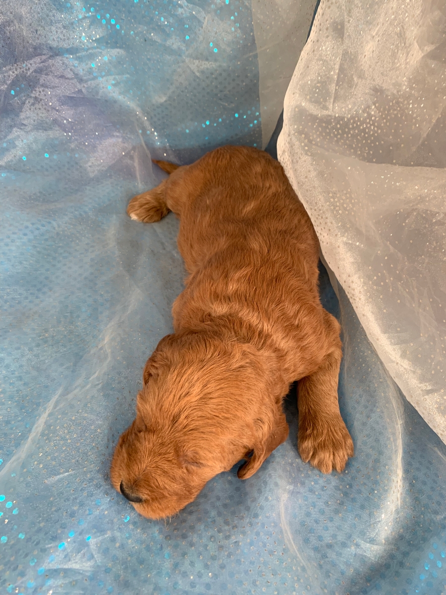 Red Labradoodles for Sale, Iowa Puppies, Standard Poodle Lab Mix