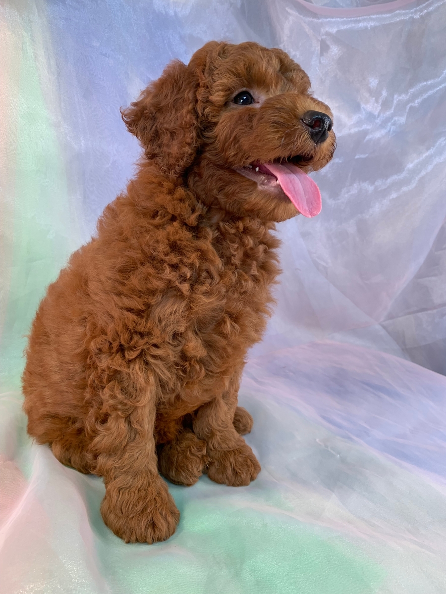 Dark Red Miniature Goldendoodles for Sale, Iowa, Minnesota