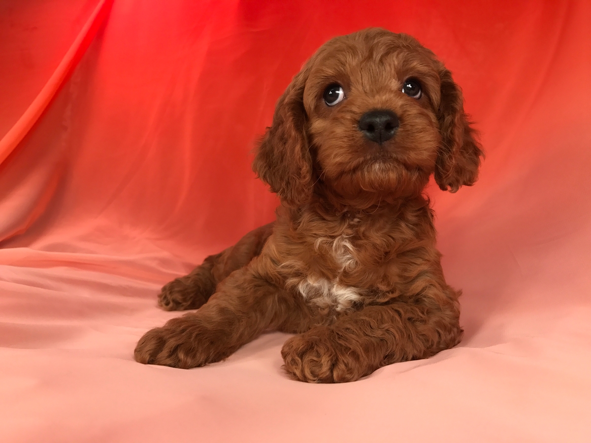 Breeders-Minnesota-Iowa-Cockapoos-Dark Reds