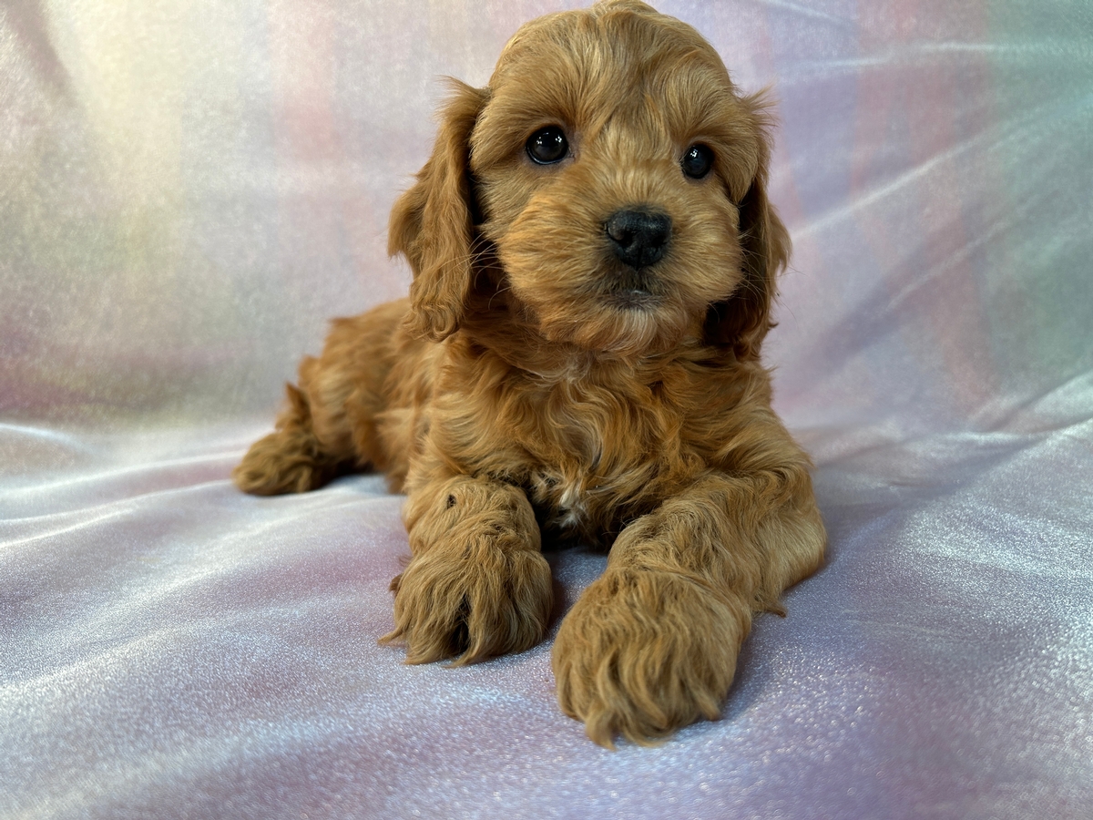 Red Cockapoos for Sale, Iowa