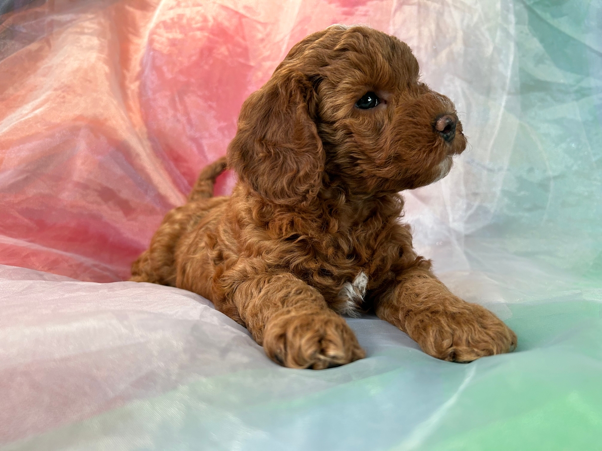 Dark Red Mini Bernedoodle Breeders in Iowa