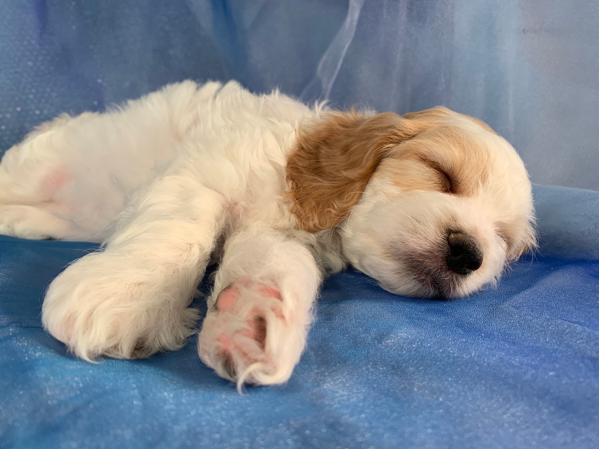 Apricot and White F1 Cockapoo Puppy for Sale, Iowa's Top Dog Breeder