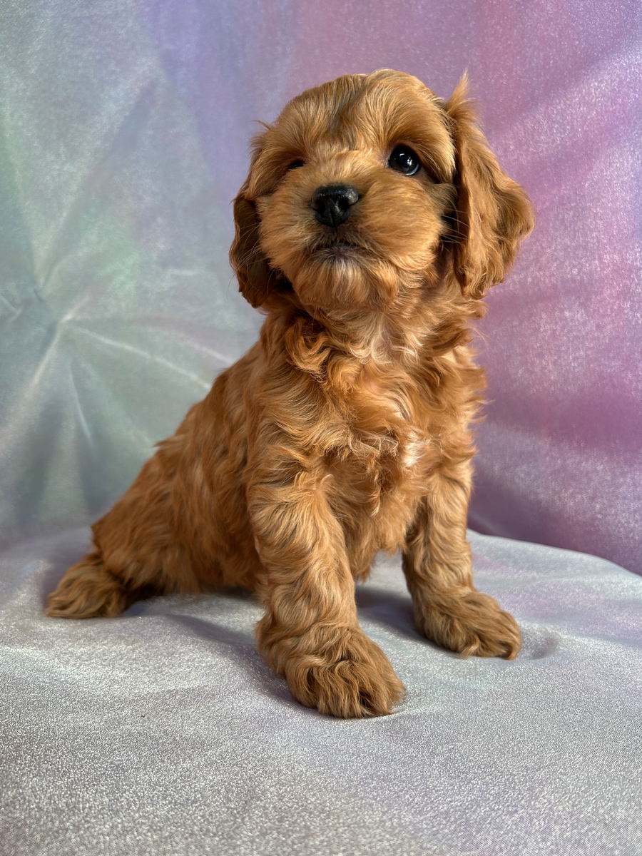 Red Cockapoos for Sale, Iowa