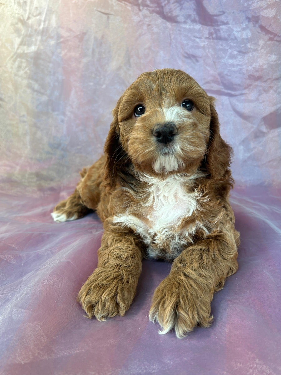 Dark Red Cockapoo Puppies with White Marking for Sale $1200