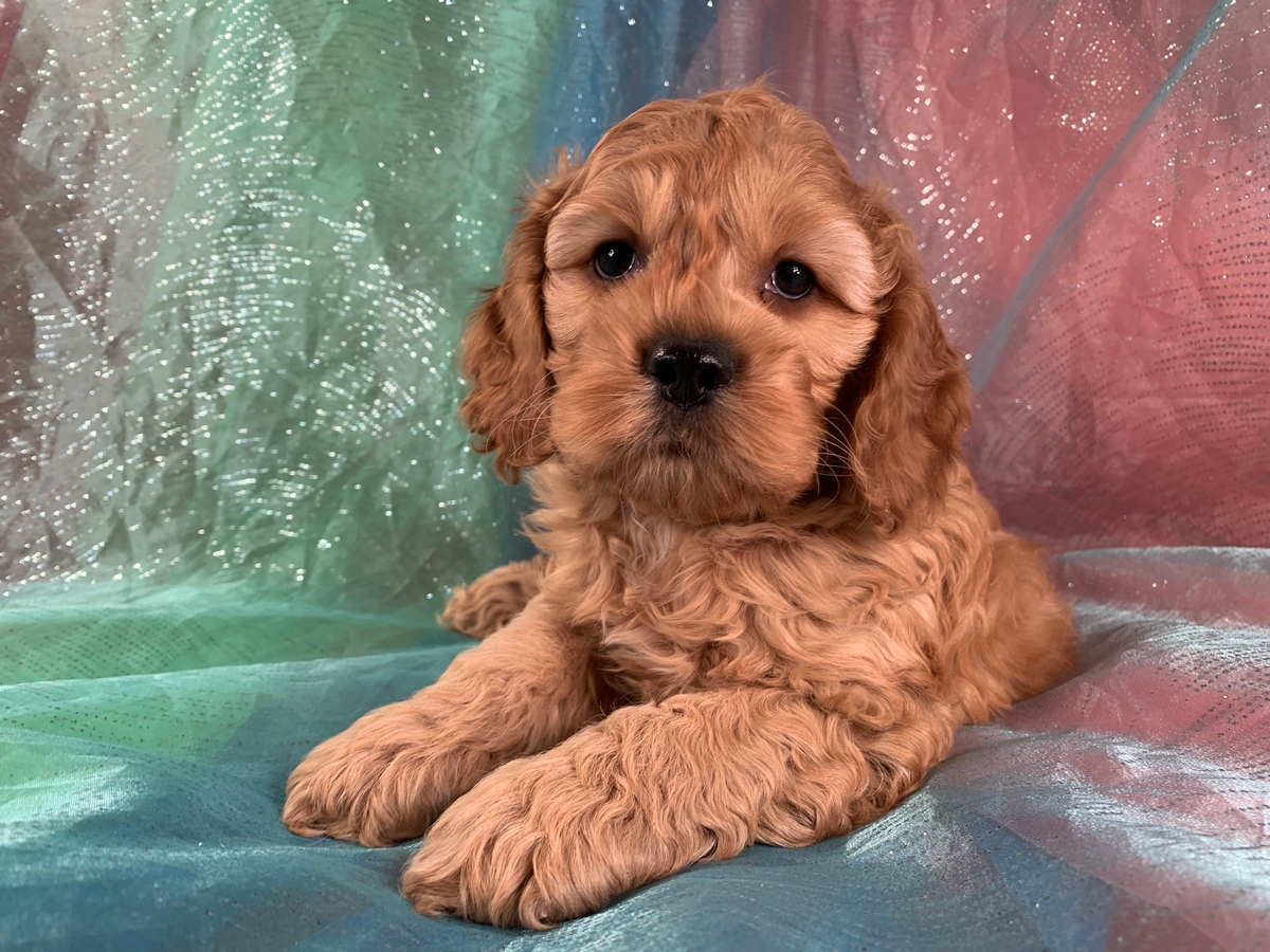 Buff Cockapoo Puppies for Sale, Iowa's Top Professional Breeder