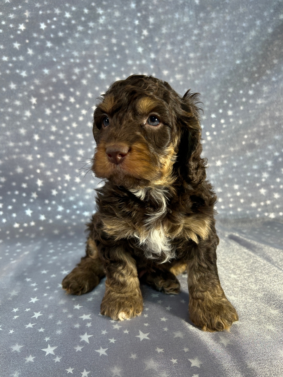 F1 Male Chocolate and Tan Cockapoo with White Markings, Iowa and Minnesota