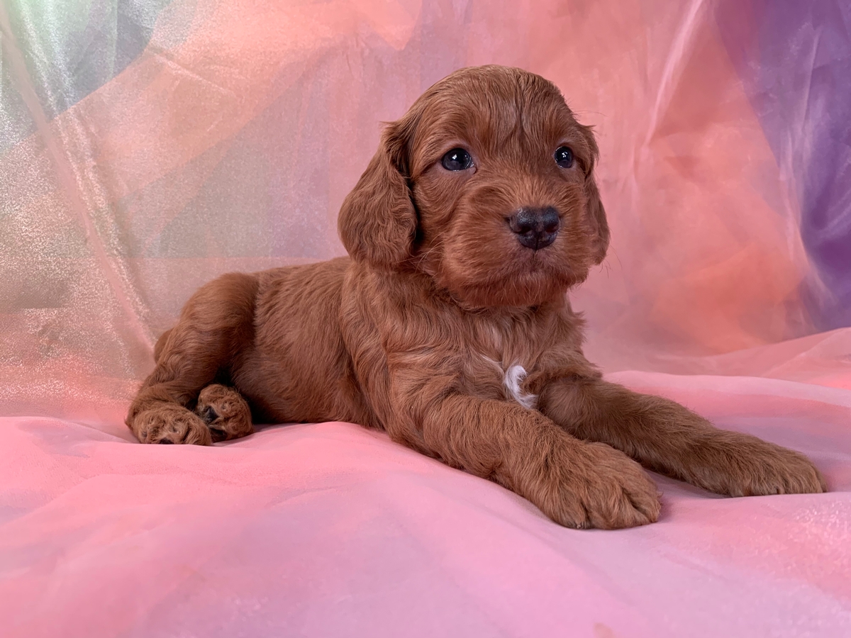 Dark Red Cockapoo Puppies for Sale, Professional Breeders