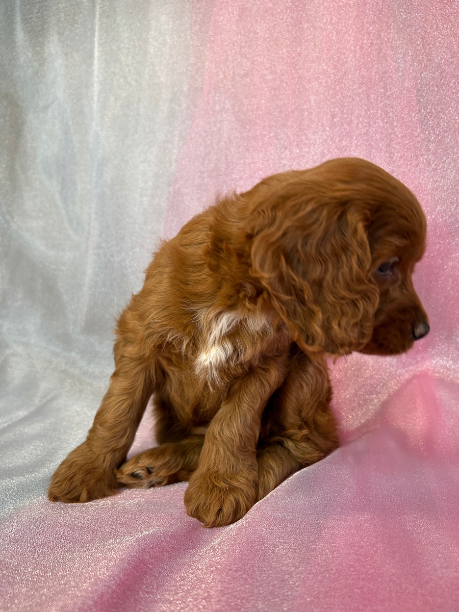 Dark Red Cockapoo Puppies for Sale
