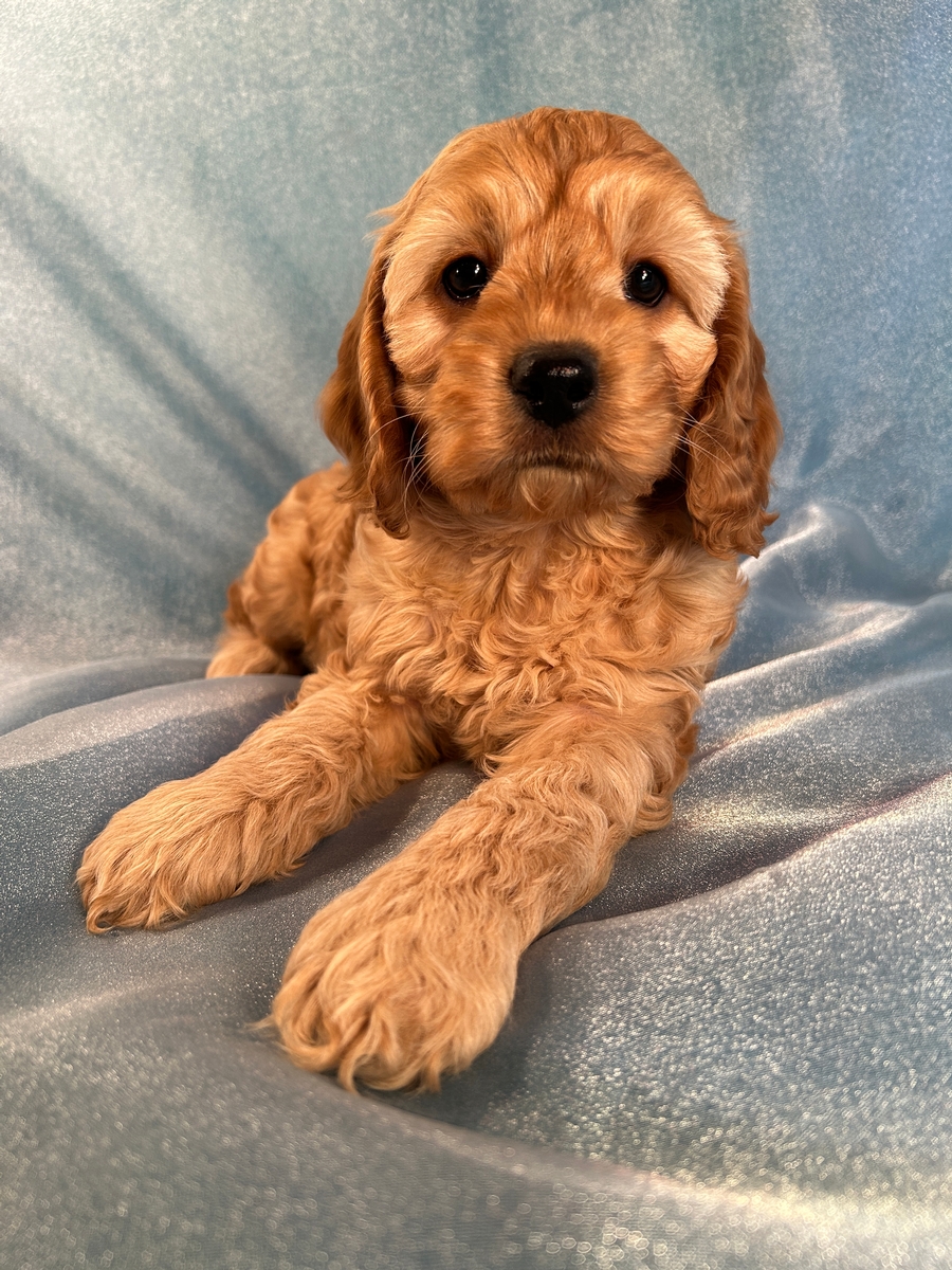 Female F1 Cockapoo Puppy for Sale, Ready Now!