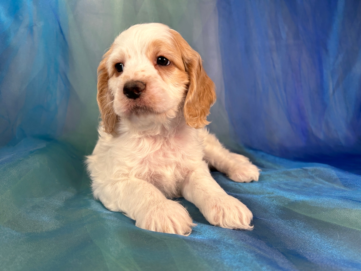 American Cockapoo Puppies for Sale in Iowa, Ready Now!