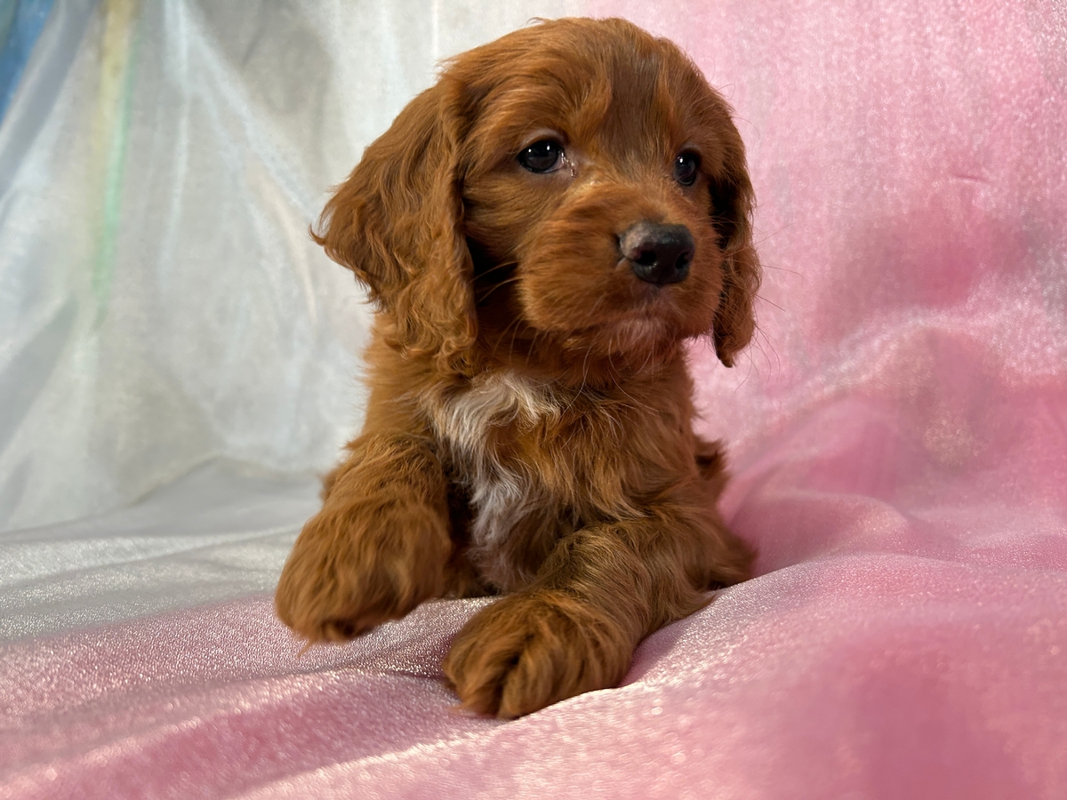 Dark Red Cockapoo Puppies for Sale