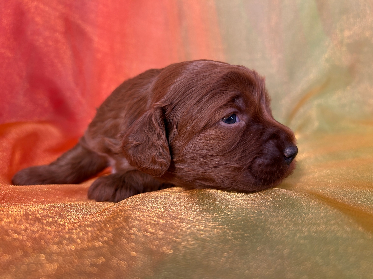 Dark Red Cockapoo Puppies Ready Now!