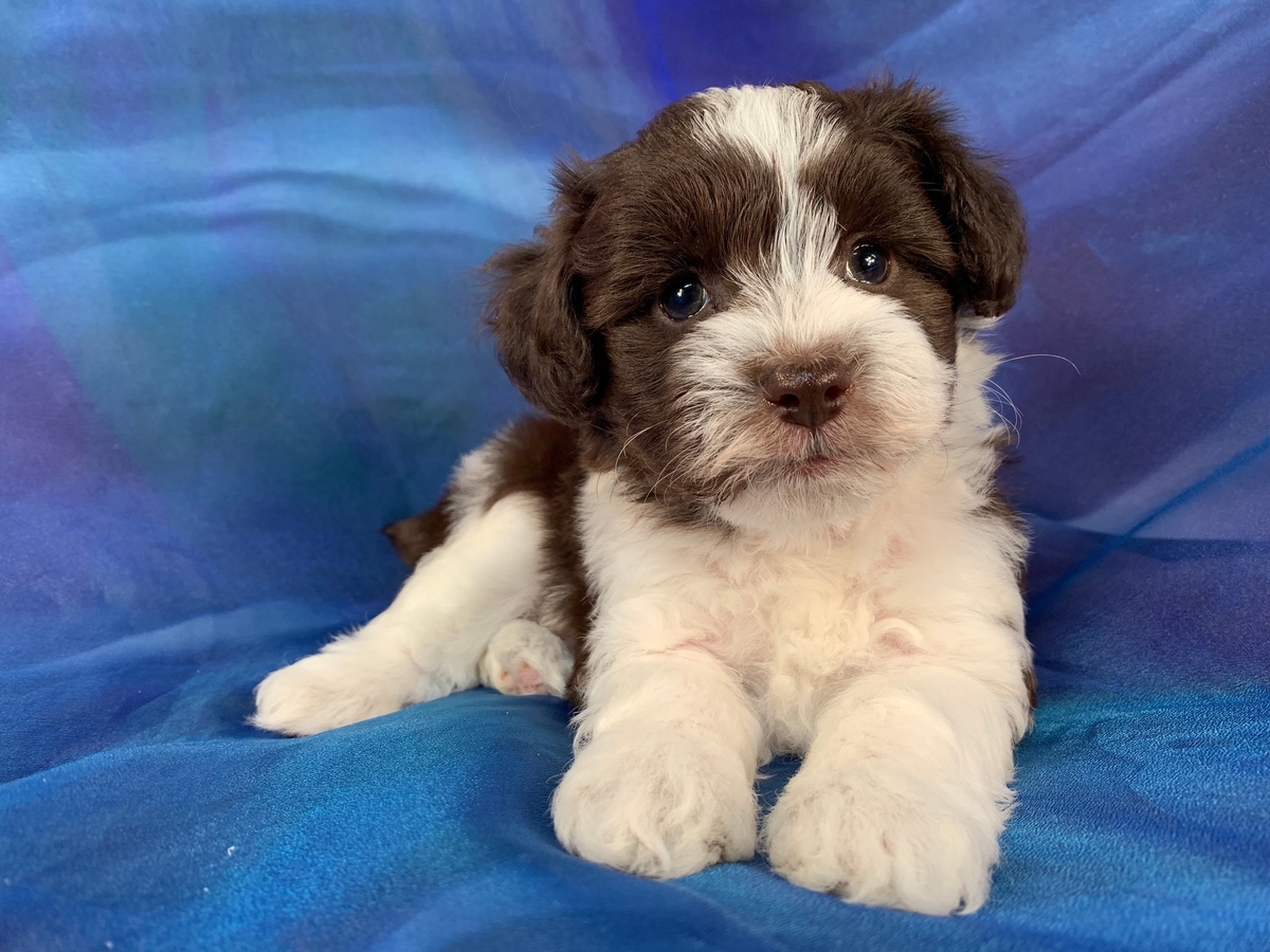 Chocolate and White F1 Mega Coat Miniature Schnoodle Puppy for Sale, Iowa