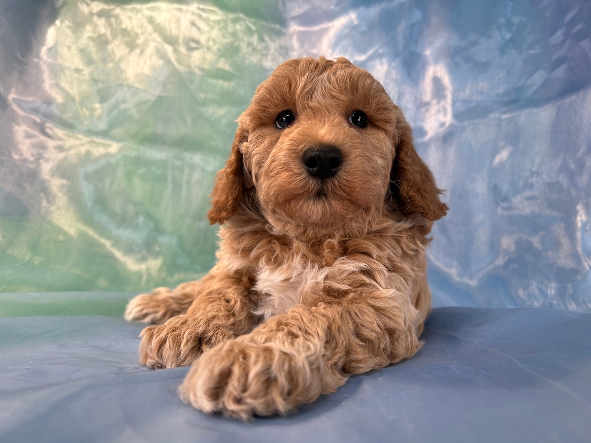 Mini Schnoodle Puppies for Sale