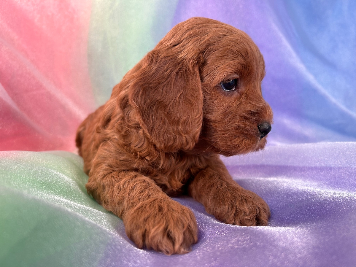 Iowa Cockapoo Breeder, Dark Red Cockapoos Available Now!