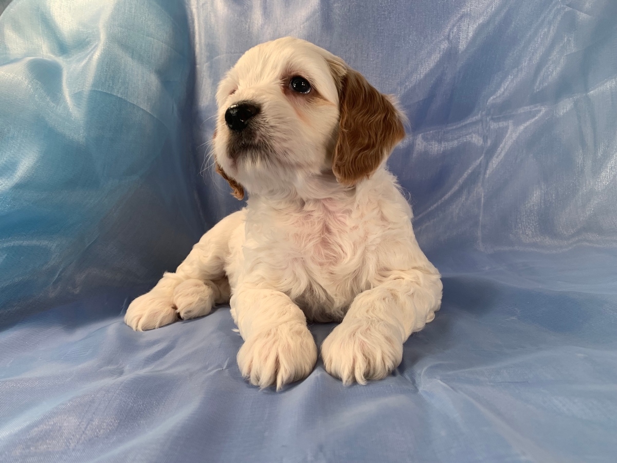 F1 White Cockapoos, Dark Red Markings, Iowa Breeder, Available Now!