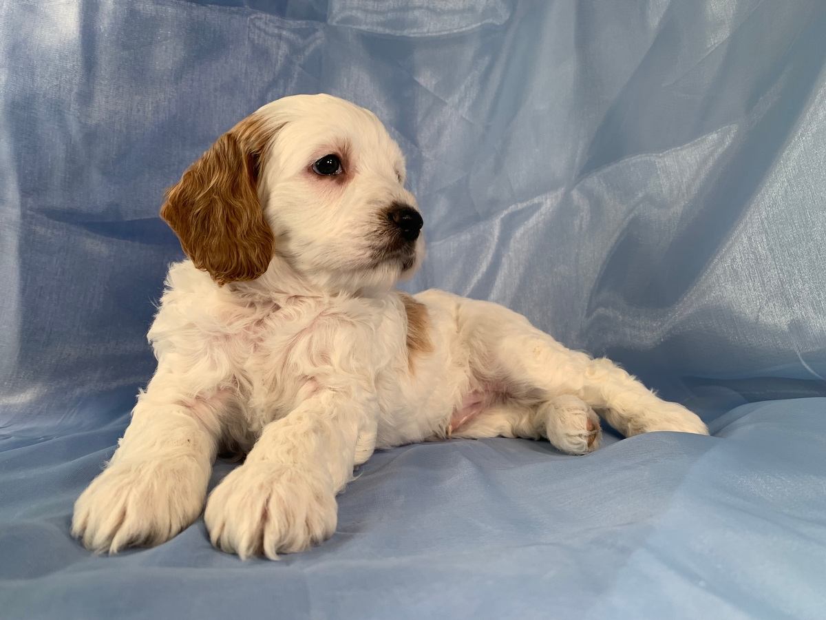 F1 White Cockapoos, Dark Red Markings, Iowa Breeder, Available Now!