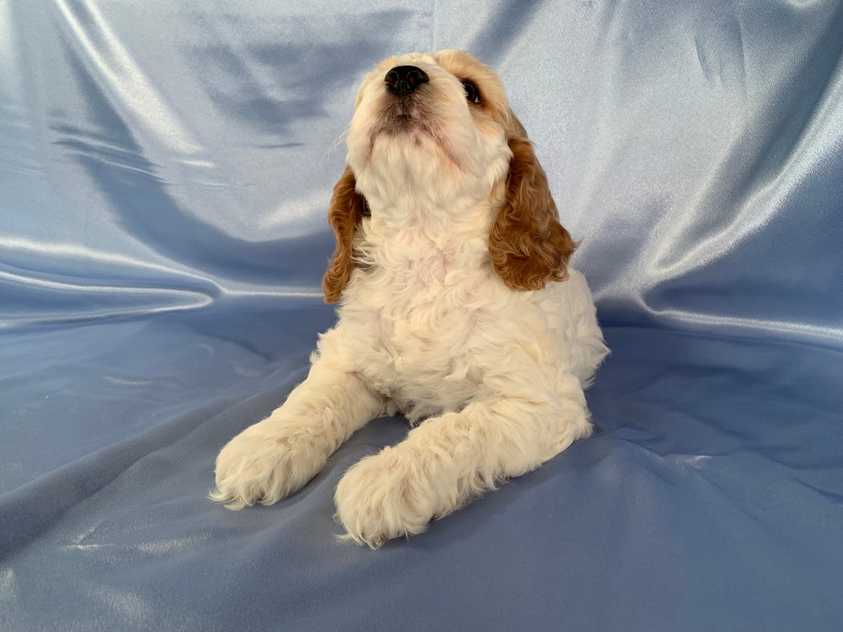 White Cockapoos With Red Markings For Sale, Professional Iowa Breeders!