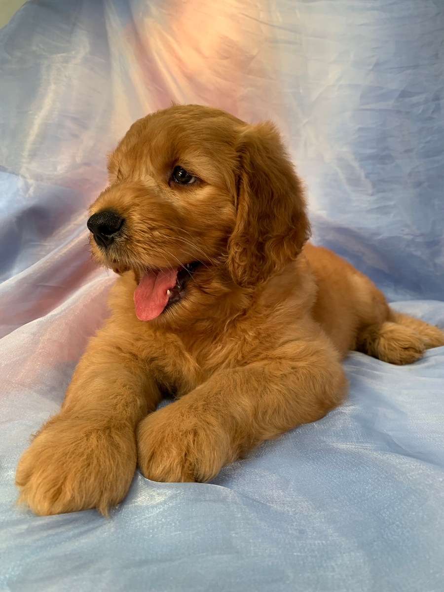 Mini Goldendoodles for Sale, Iowa Breeder, F1b and F1 Puppies Available ...