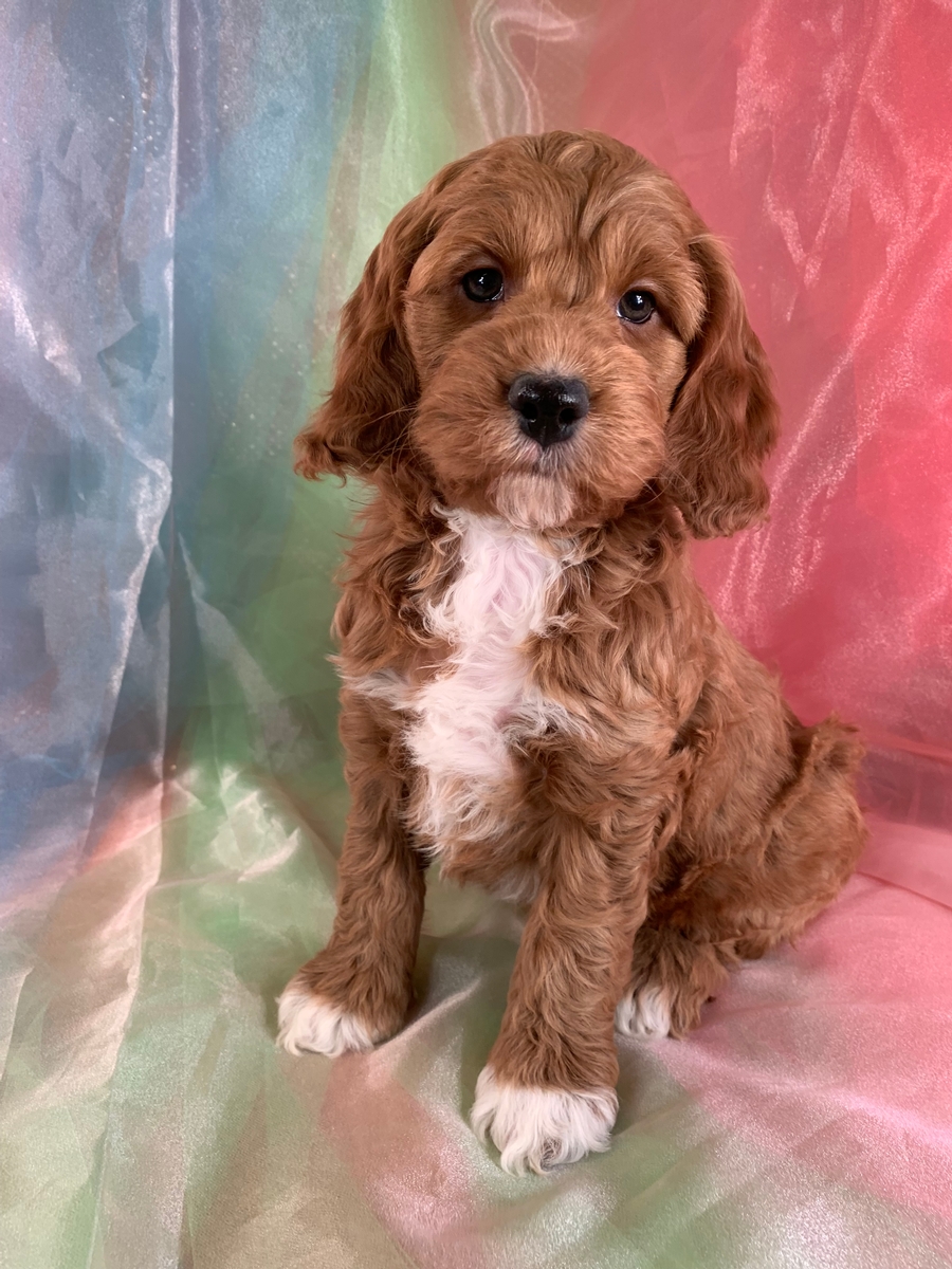 Male F1 Cockapoo Puppy with White Markings for Sale, Iowa Breeders