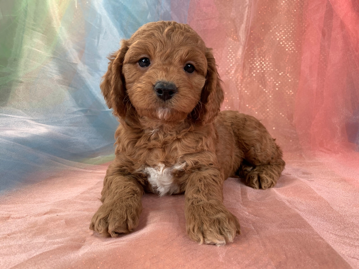 Dark Red Male Cockapoo Puppies for Sale in Iowa, $1200