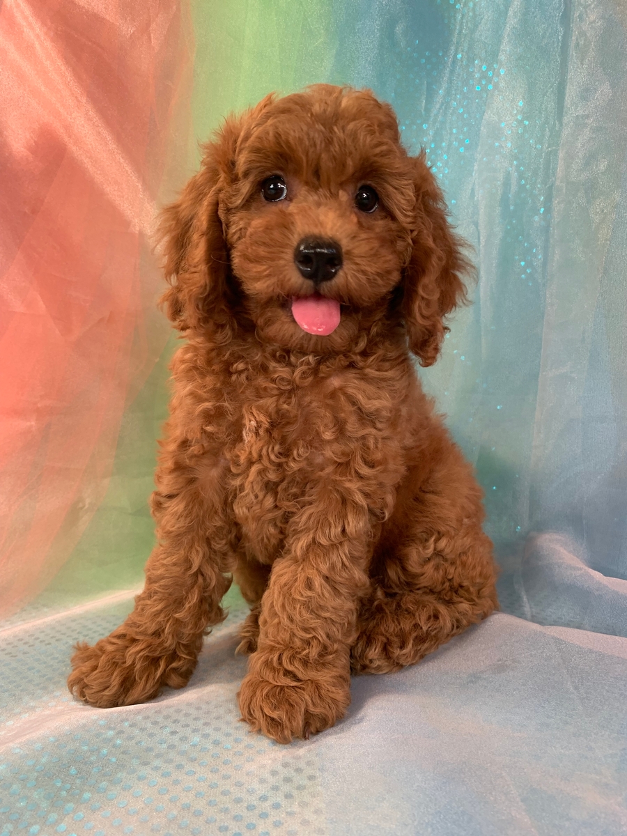 Dark Red Cockapoo Puppies for Sale, Iowa's Top Breeder