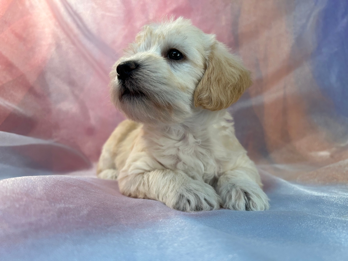 Iowa Schnoodle Pups for Sale, Lemmon and White!