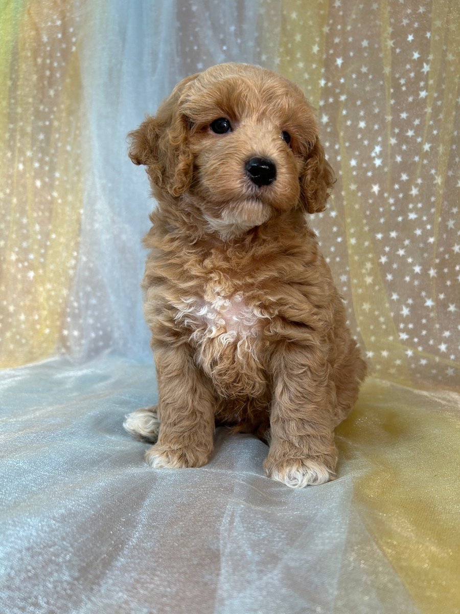 Cockapoo Puppies for Sale | Cockapoo Breeder in Iowa