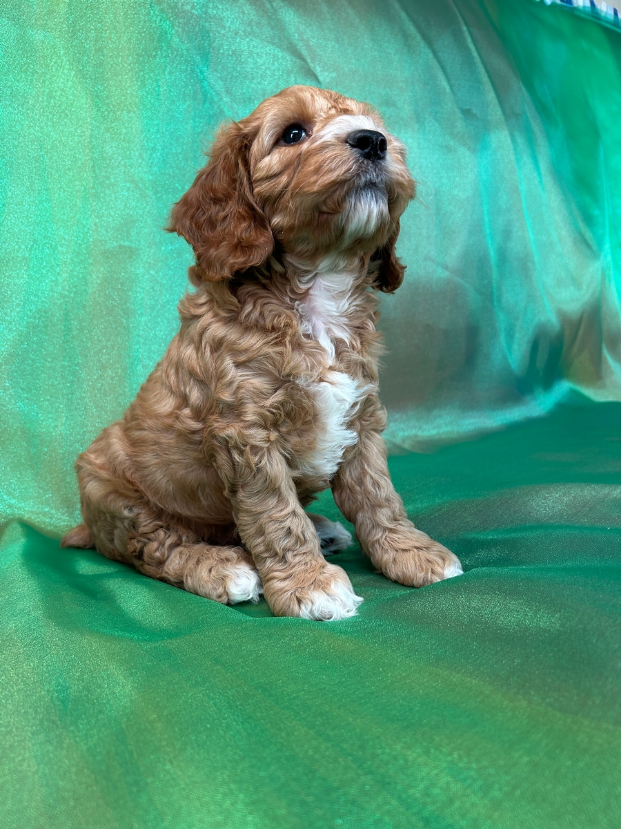 Cockapoo for Sale